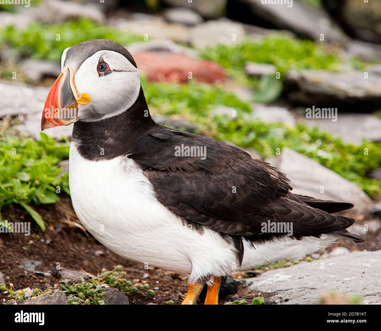 Puffin in love hi-res stock photography and images - Alamy