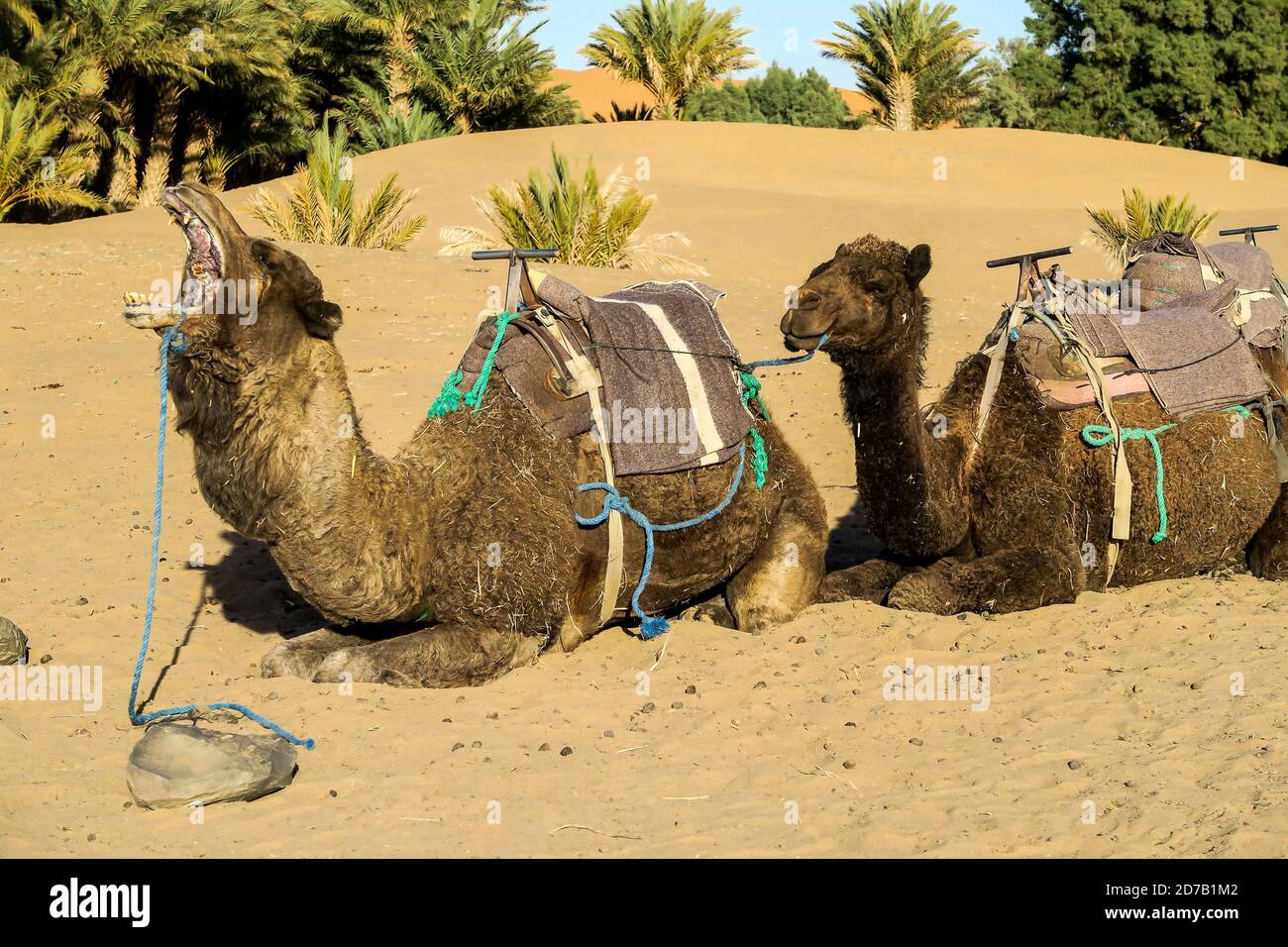 camel in desert, photo as background Stock Photo - Alamy