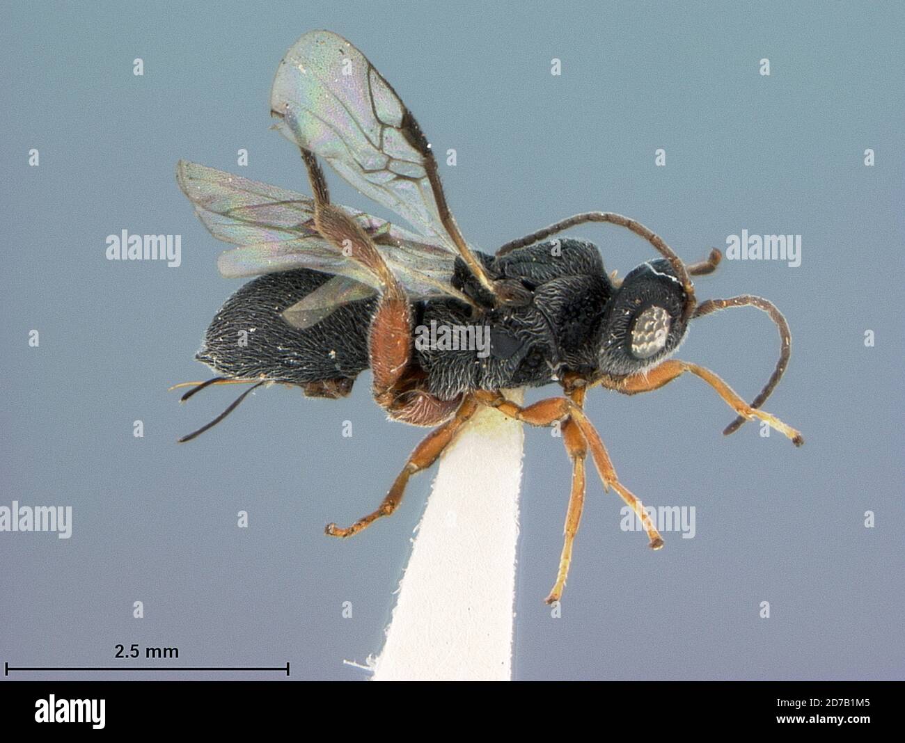 El Cermeno, Panmá, Panama, Urosigalphus panamalensis Gibson, Animalia ...