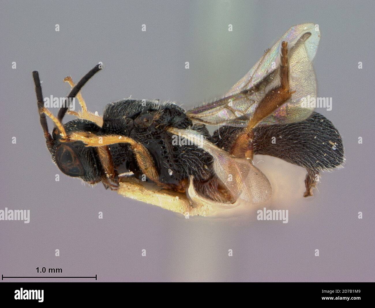 San Bernardino, Cordillera, Paraguay, Urosigalphus paraguayensis Gibson ...