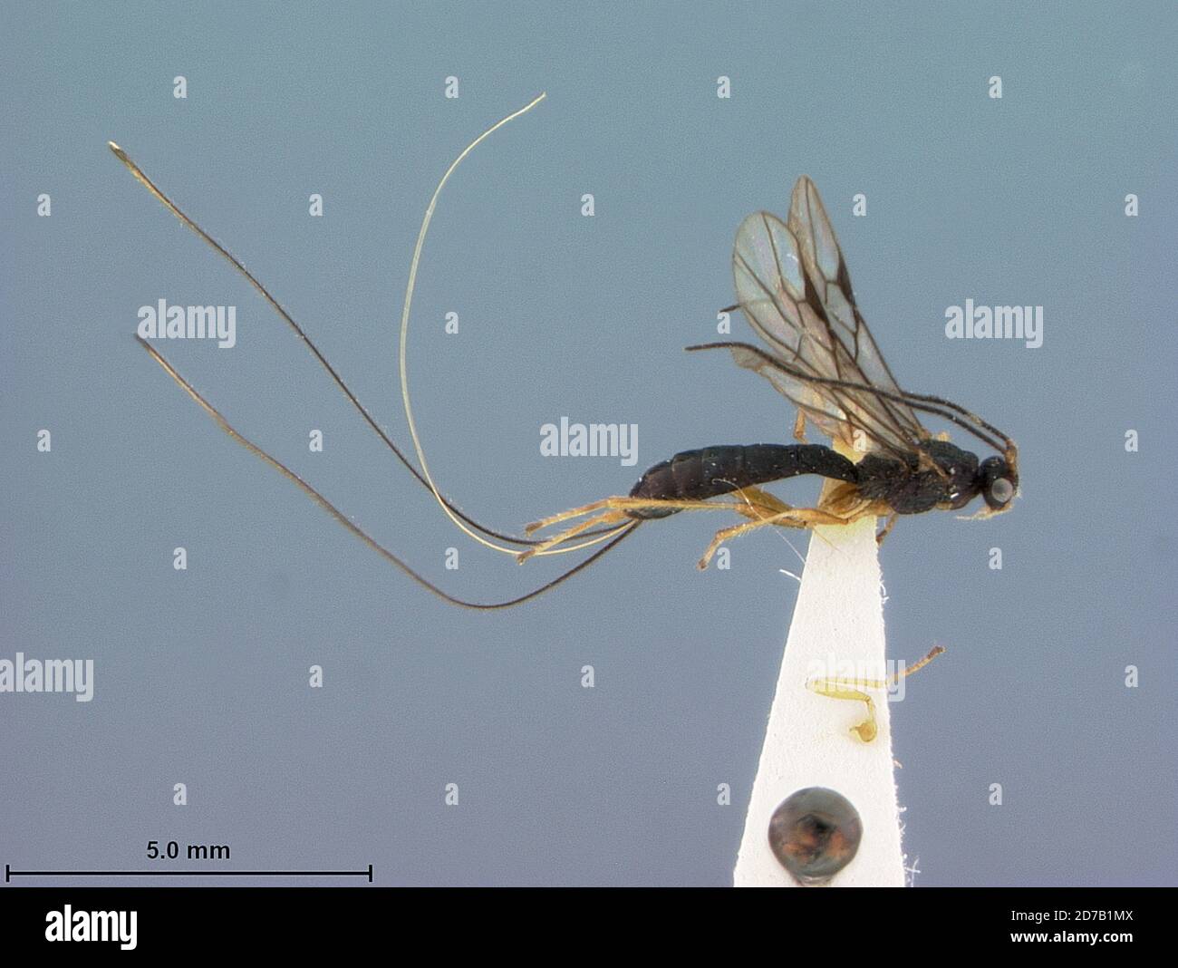 Brownsville, Cameron, Texas, United States, Monitoriella elongata ...