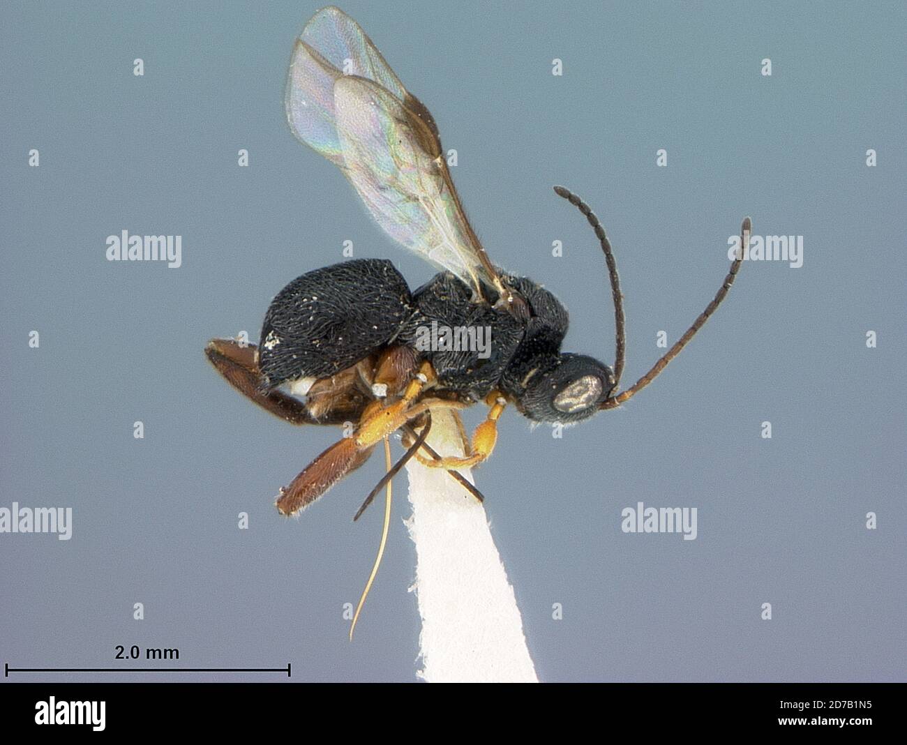 Urosigalphus neoschwarzi gibson hi-res stock photography and images - Alamy