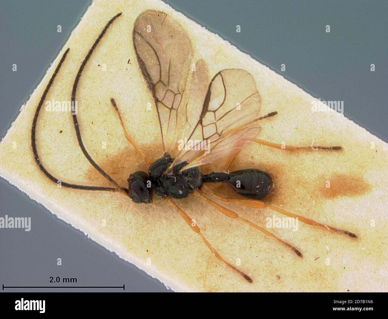 Newtownabe, Louth, Ireland, Chorebus humeralis Griffiths, 1968 ...