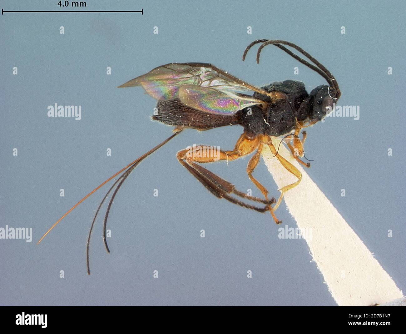 Birmingham, Jefferson, Alabama, United States, Urosigalphus rufus ...