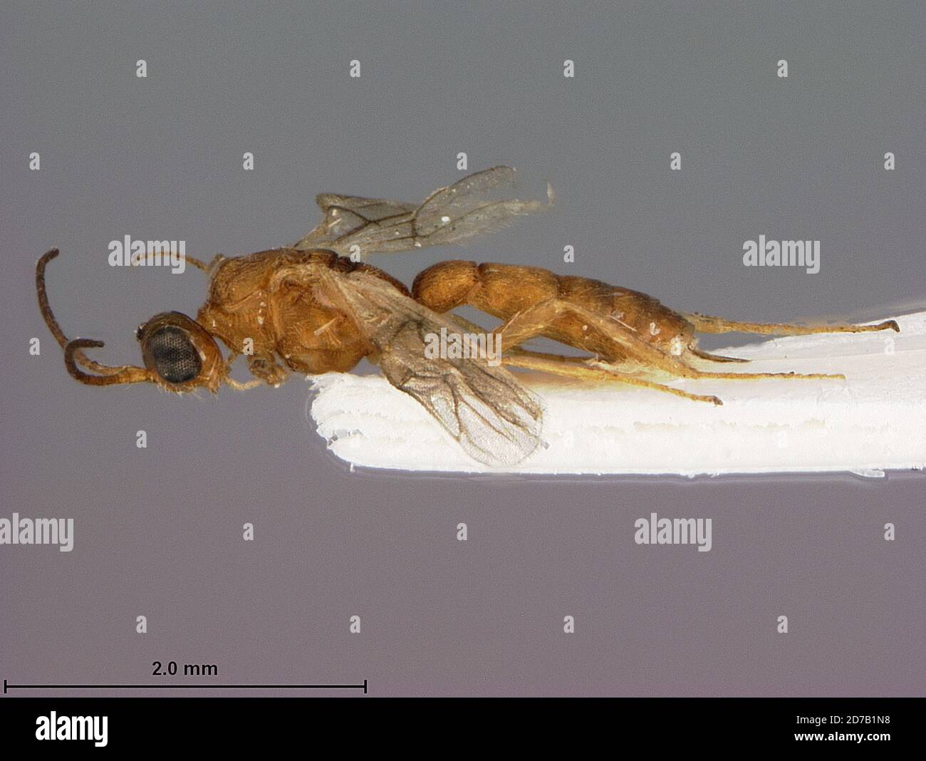 Ilorin, Kwara, Nigeria, Pentatermus carinatus Hedquist, Animalia ...