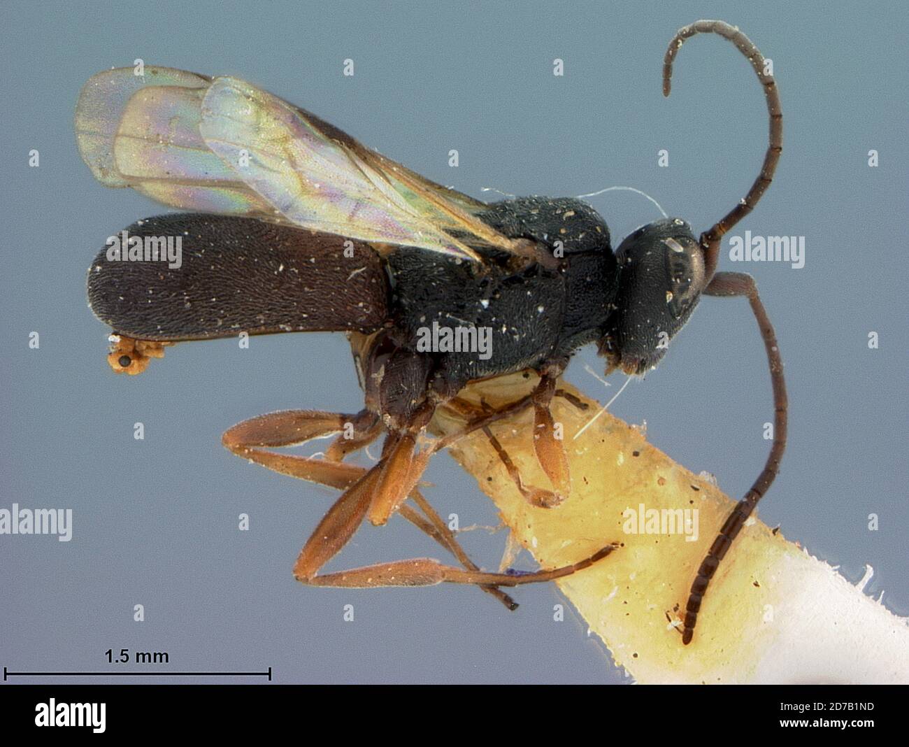 Sacramento, California, United States, Chelonus dolicocephalus McComb ...