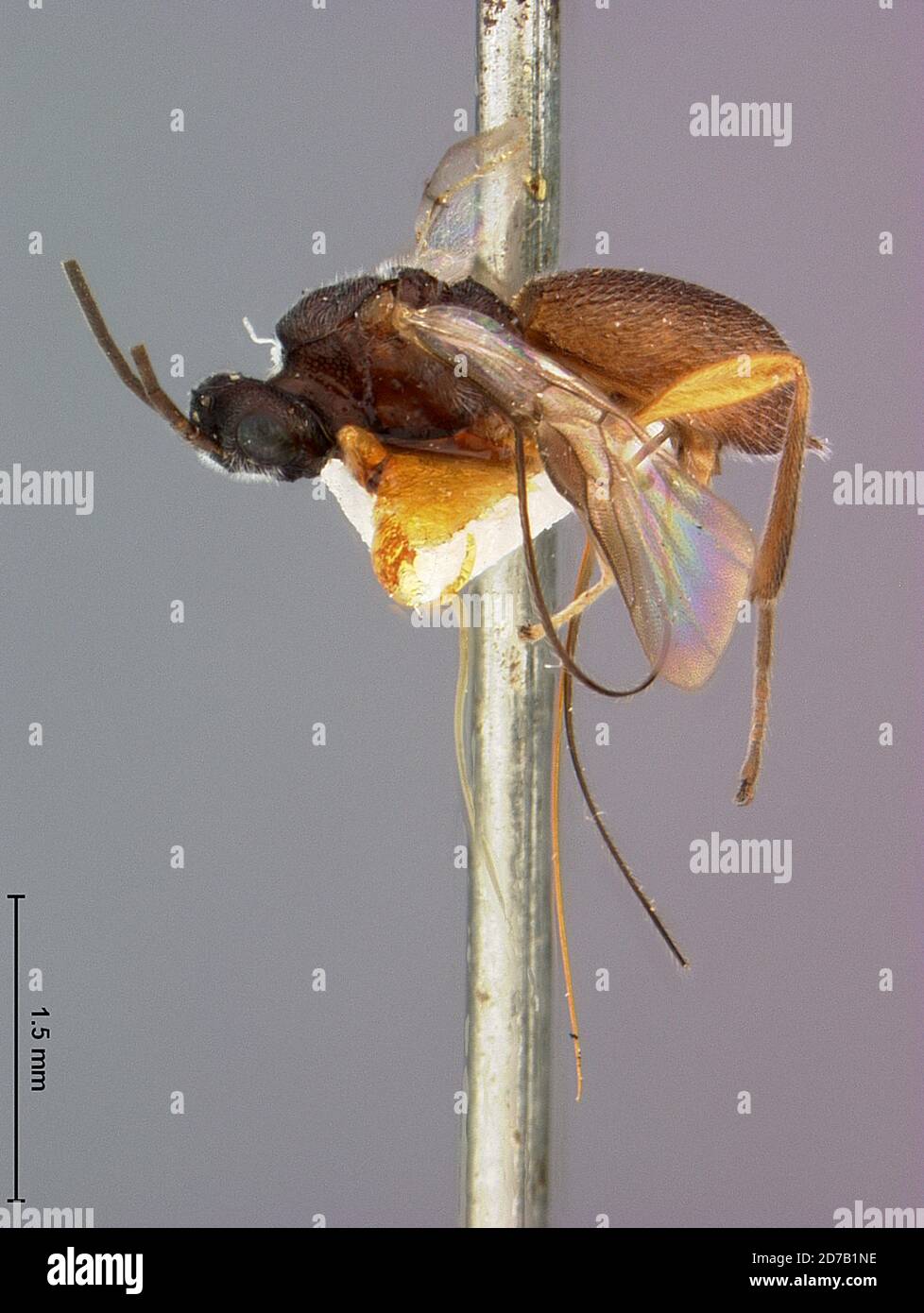 West Virginia, United States, Urosigalphus rubidus Gibson, Animalia ...