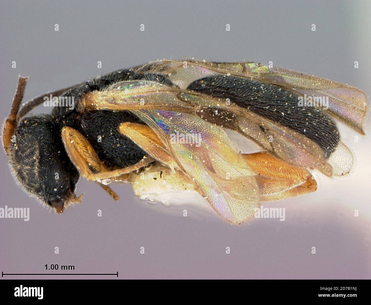 Dalas, Texas, United States, Chelonus abnormalis McComb, Animalia ...