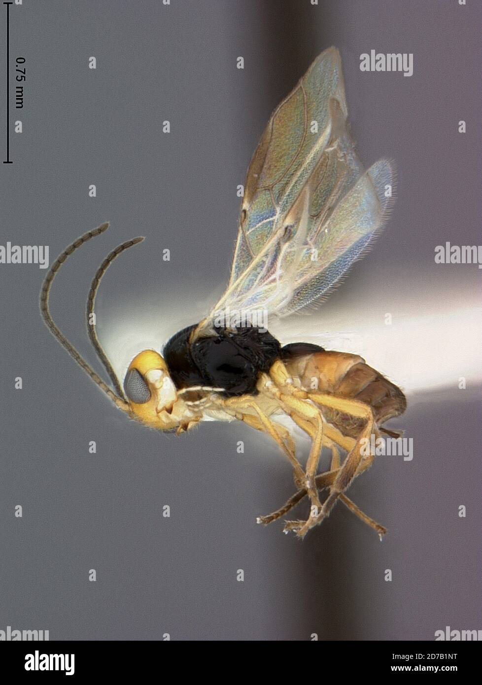 Epimicta konzaensis kula hi-res stock photography and images - Alamy