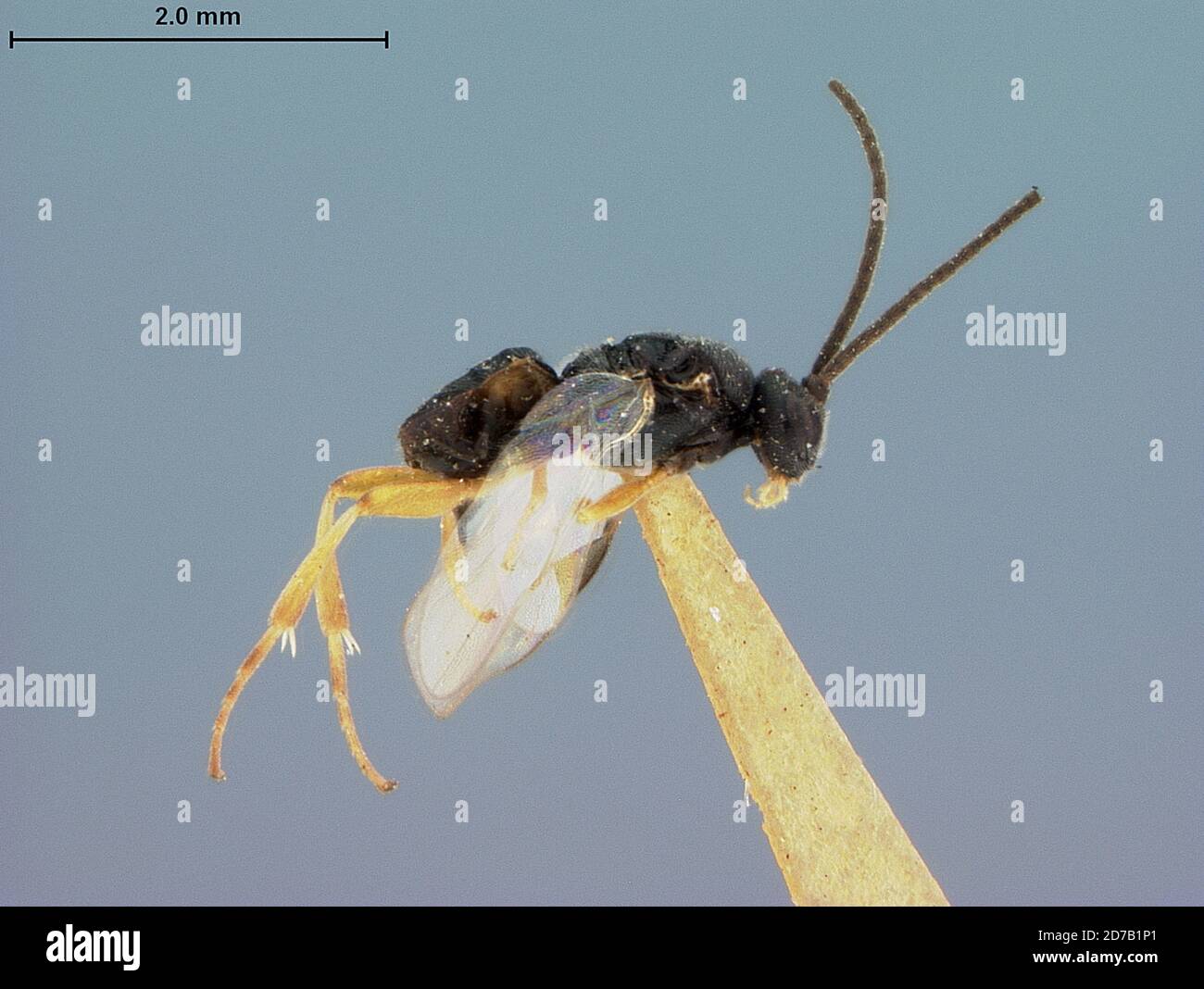 Apanteles hi-res stock photography and images - Alamy