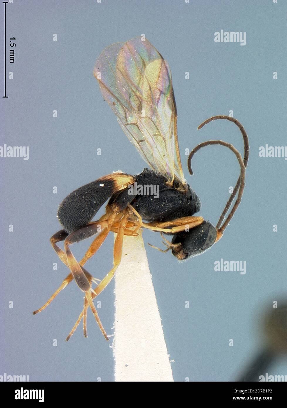 Lost River State Park, Hardy, West Virginia, United States, Chelonus ...