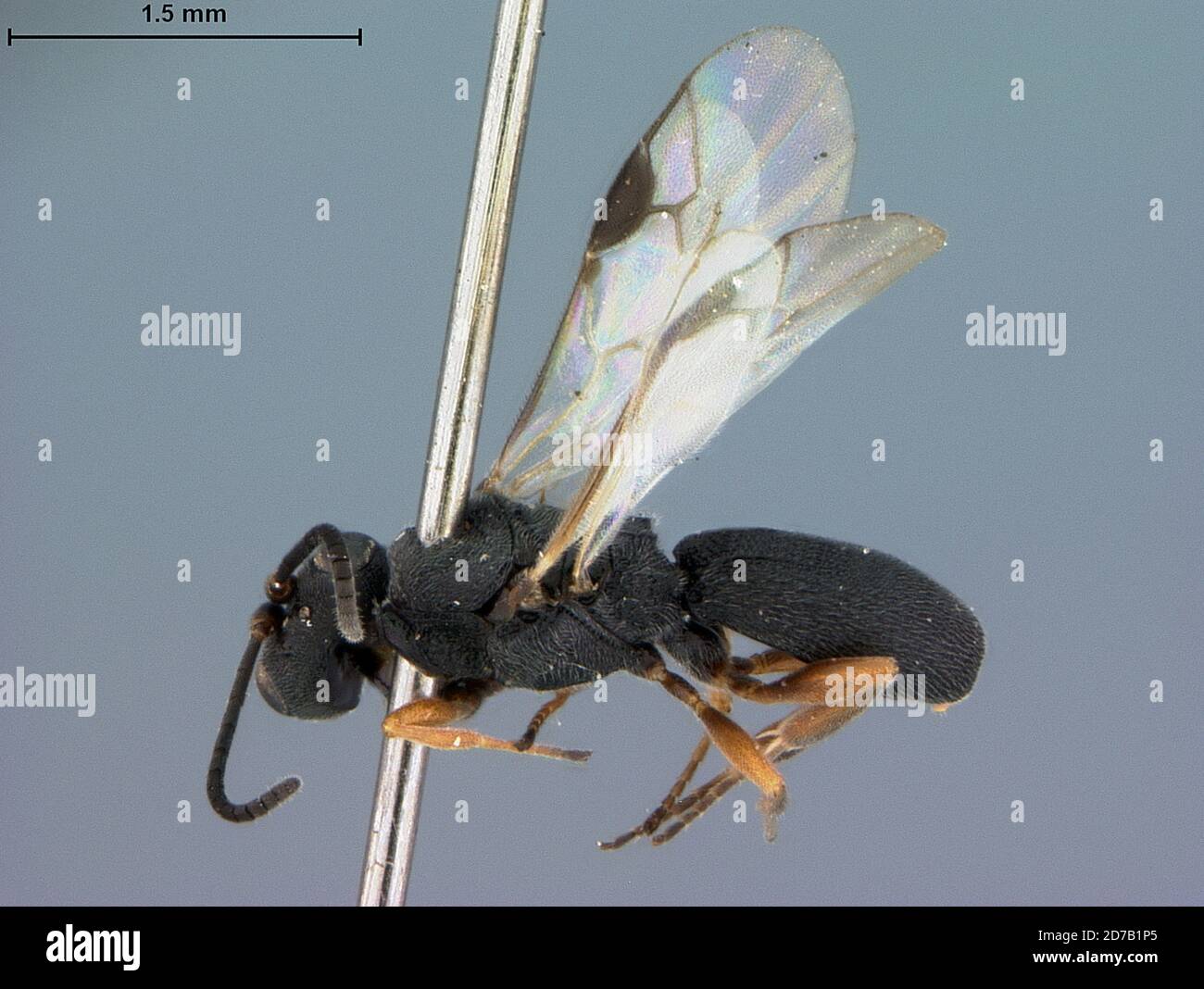 Lac Vieux Desert, Michigan, United States, Chelonus batrachedrae McComb ...