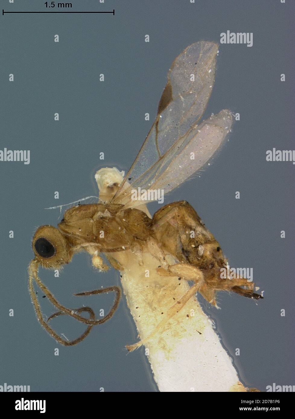 Labania hi-res stock photography and images - Alamy