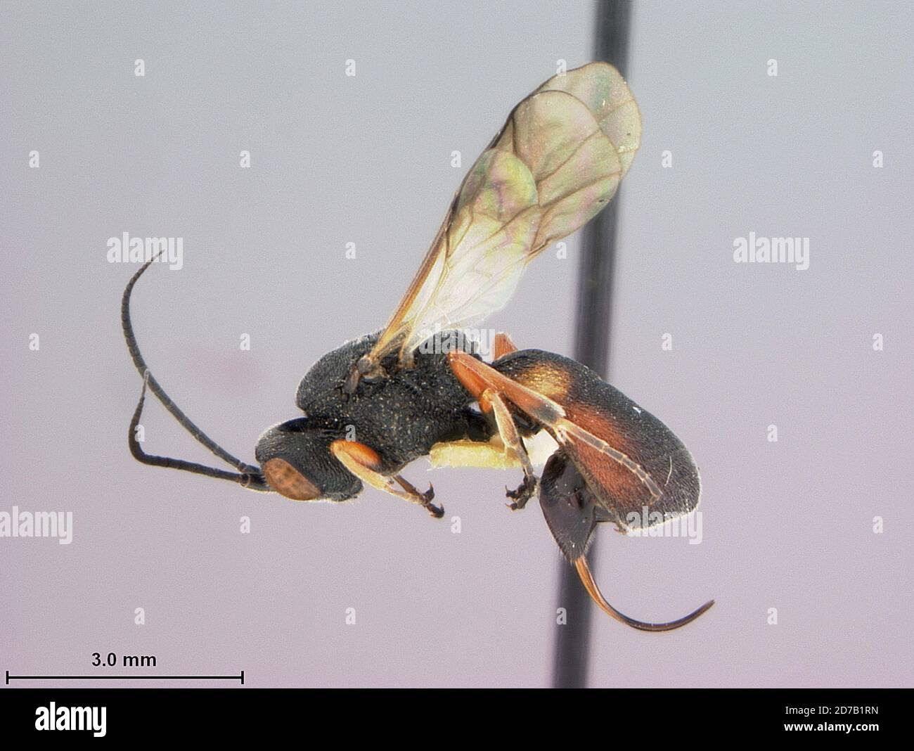 Bishop, Inyo, California, United States, Chelonus muesebeck McComb ...