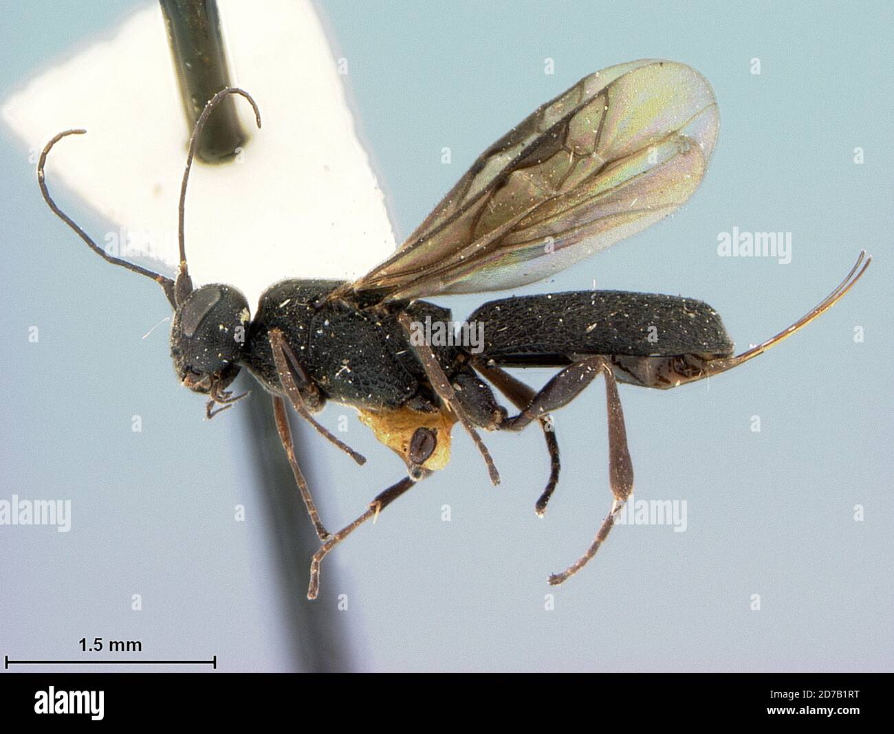 Highmore, Hyde, South Dakota, United States, Chelonus bucculentus ...