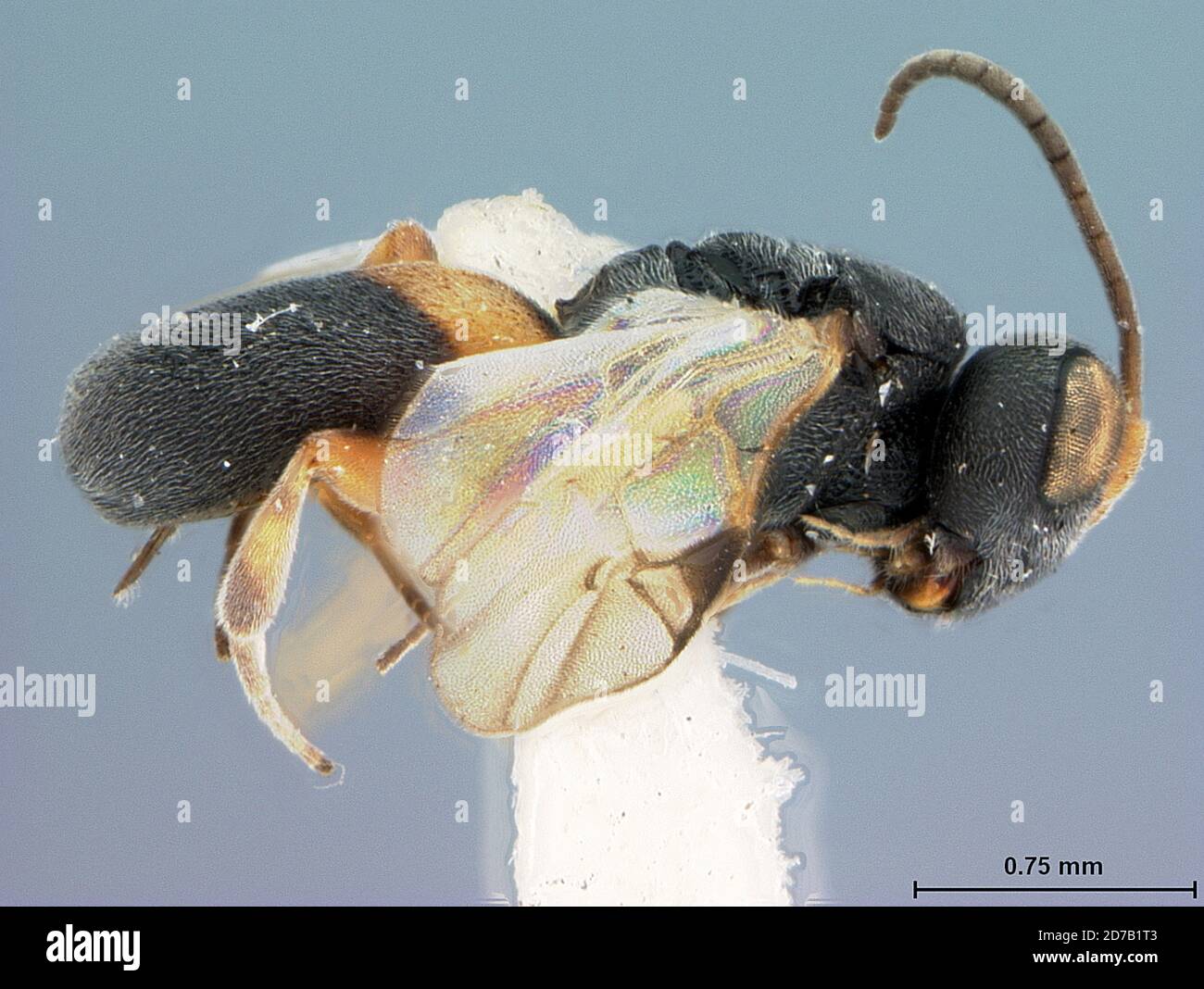 Brownsville, Cameron, Texas, United States, Chelonus gossypicola McComb ...