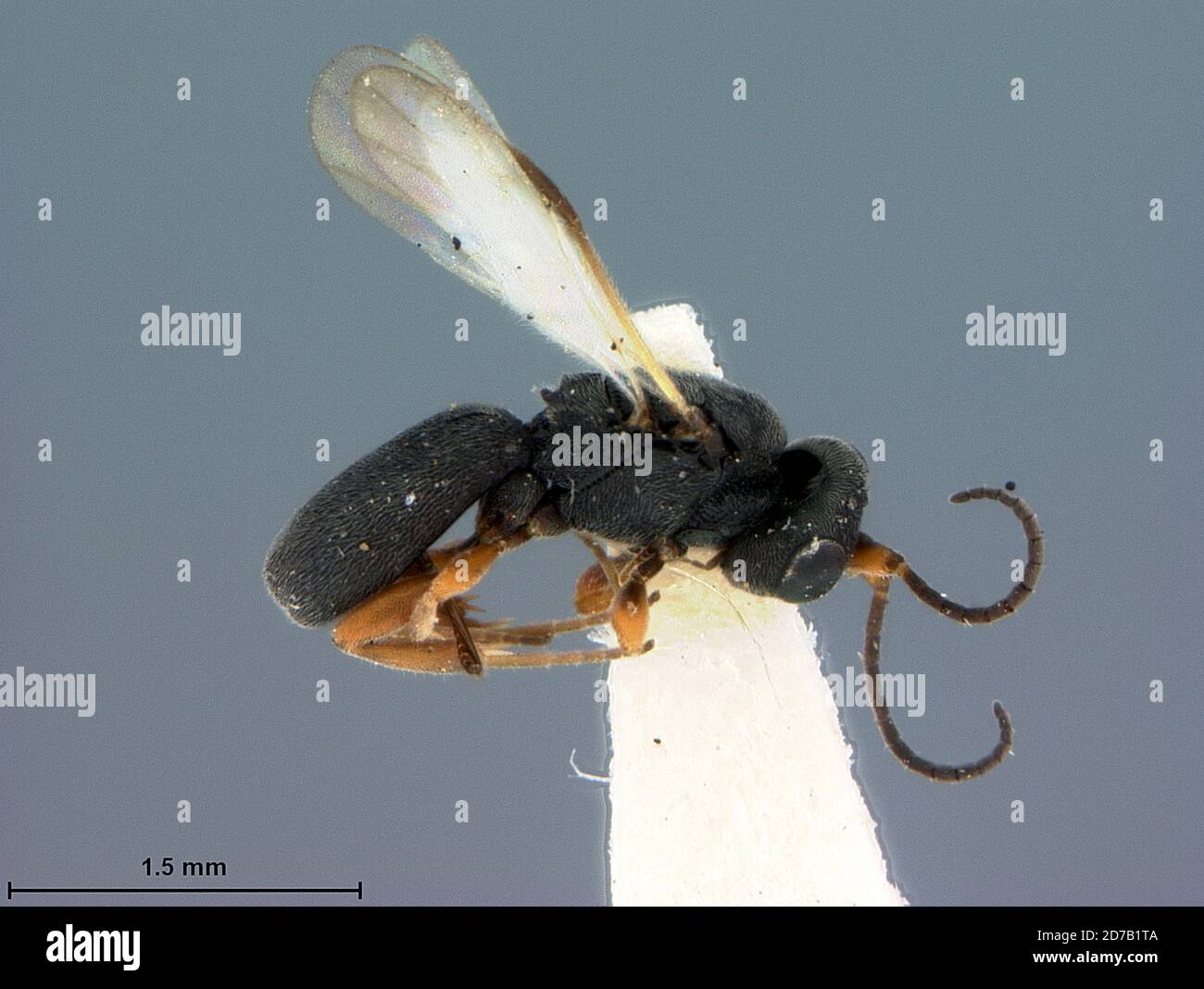 Arcadia, DeSoto, Florida, United States, Chelonus empherus McComb ...