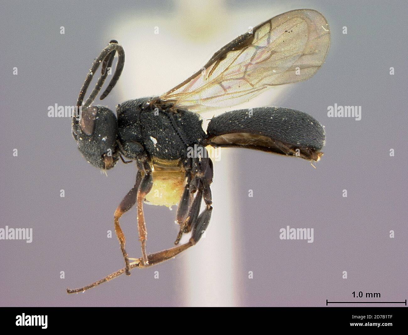 Spalding, Georgia, United States, Chelonus elasmopalpi McComb, Animalia ...