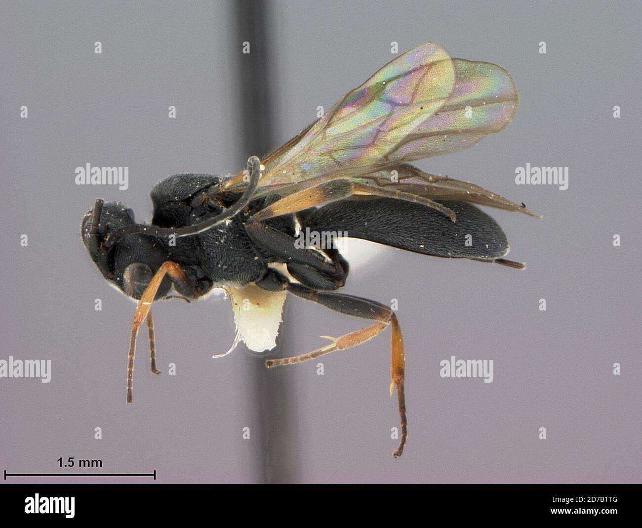 Hope Valley, Alpine, California, United States, Chelonus convexus ...