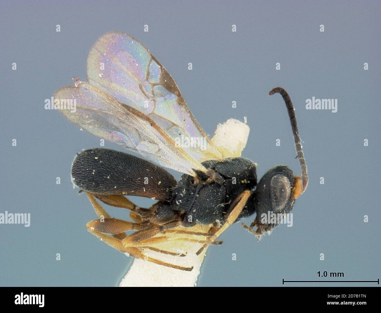 Chelonus euphorbiae mccomb hi-res stock photography and images - Alamy
