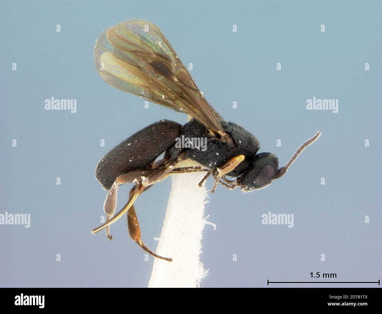 Babylon, Long Island, Suffolk, New York, United States, Chelonus ...