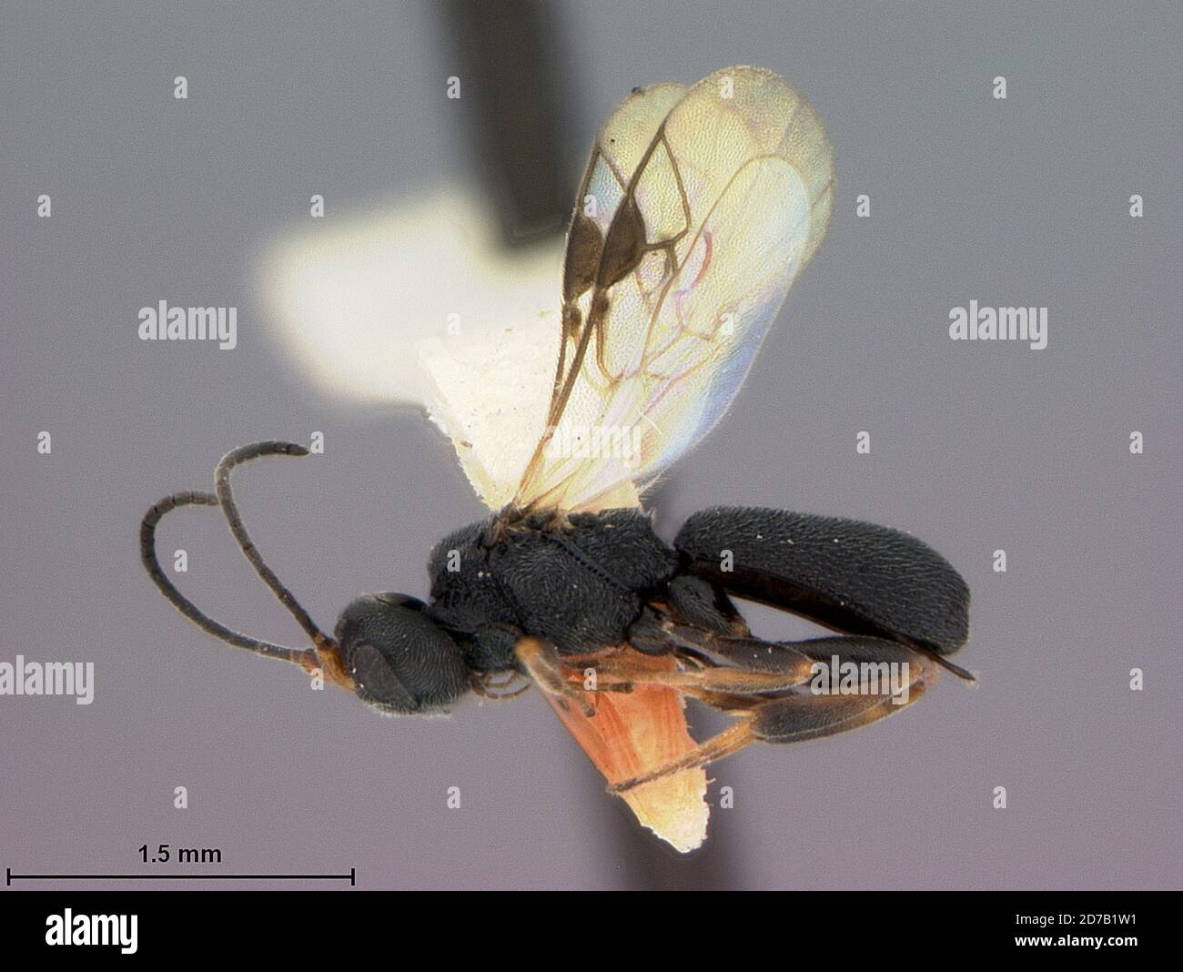 Patuxent Research Refuge, Bowie, Prince George's, Maryland, United ...
