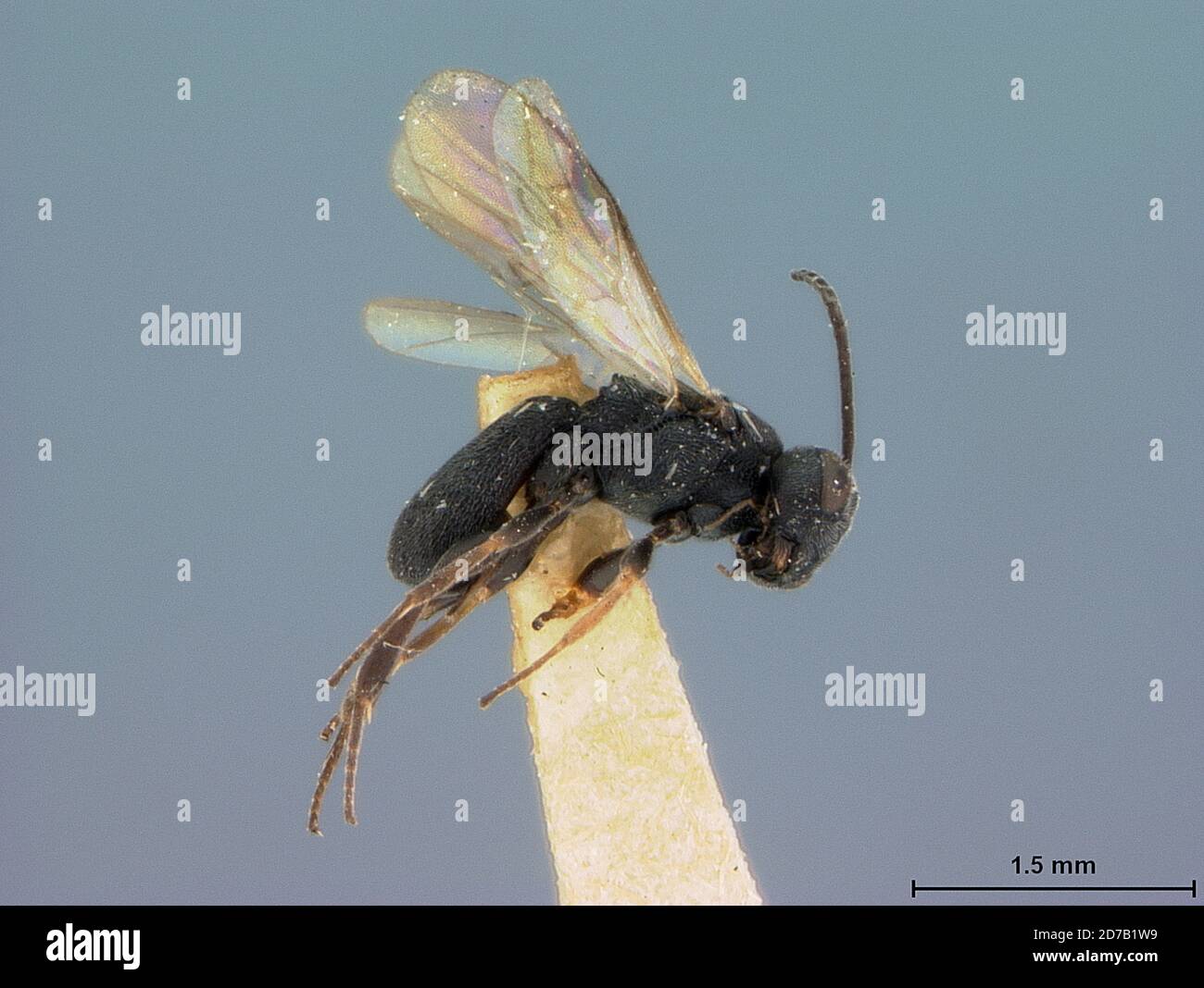 Hazleton, Luzerne, Pennsylvania, United States, Chelonus niger McComb ...