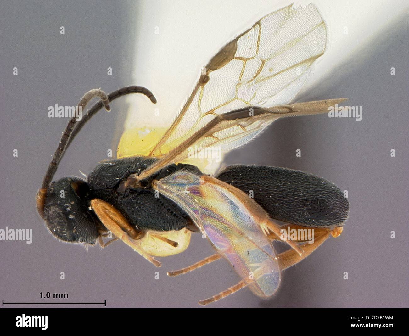 Shenandoah, Iowa, United States, Chelonus rubiginis McComb, Animalia ...