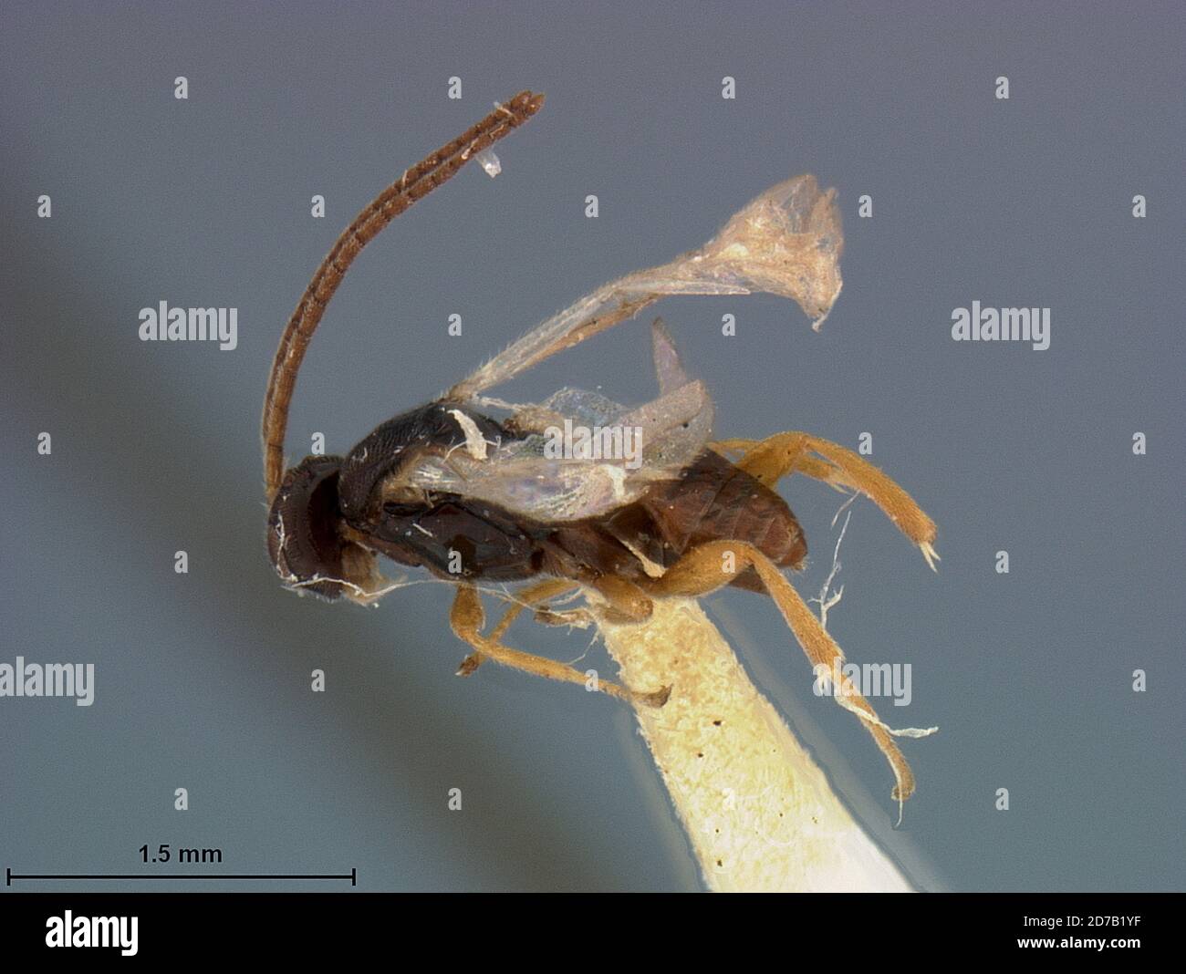 Apanteles acerontiae muesebeck hi-res stock photography and images - Alamy