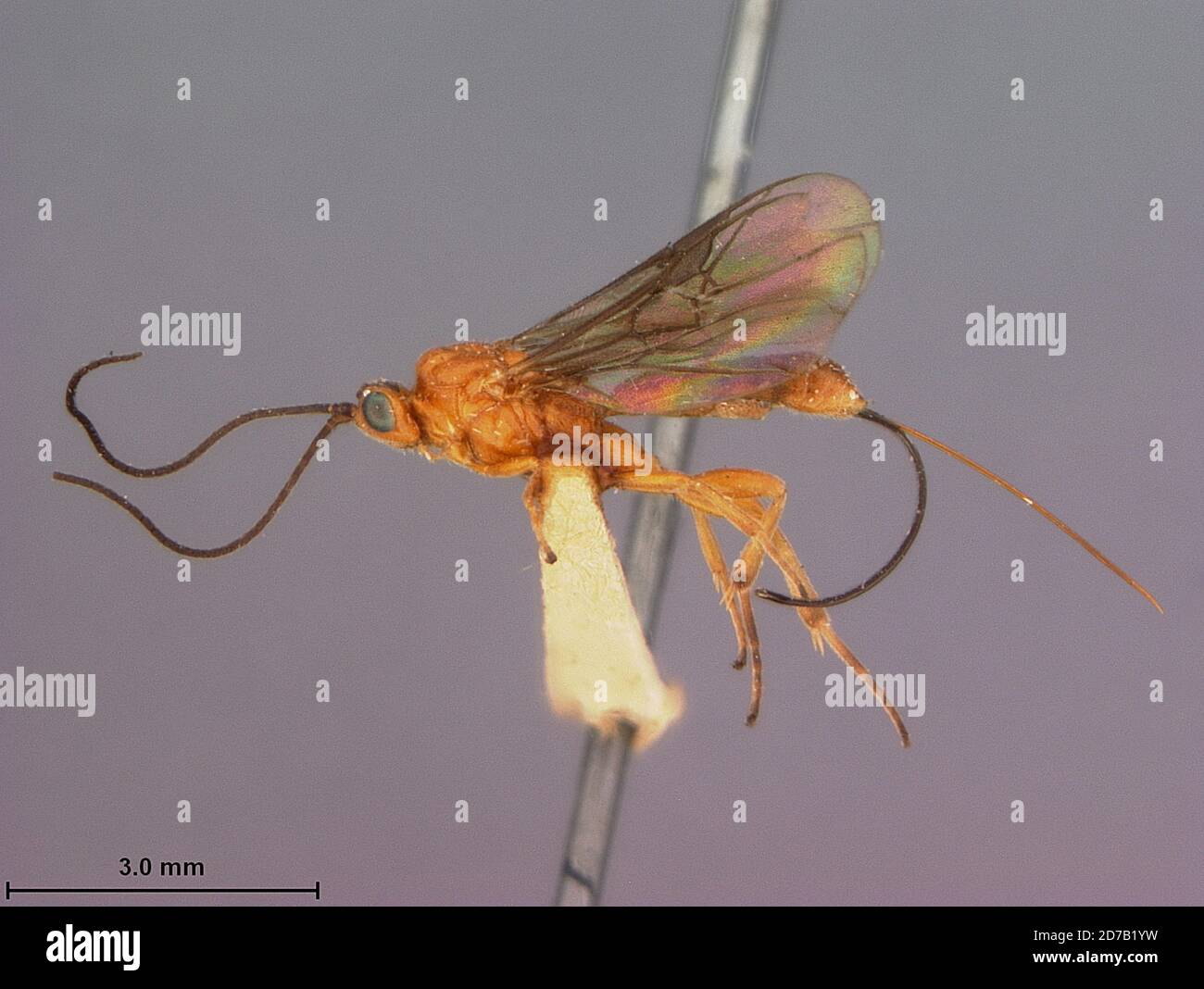 Bassus abdominalis muesebeck hi-res stock photography and images - Alamy