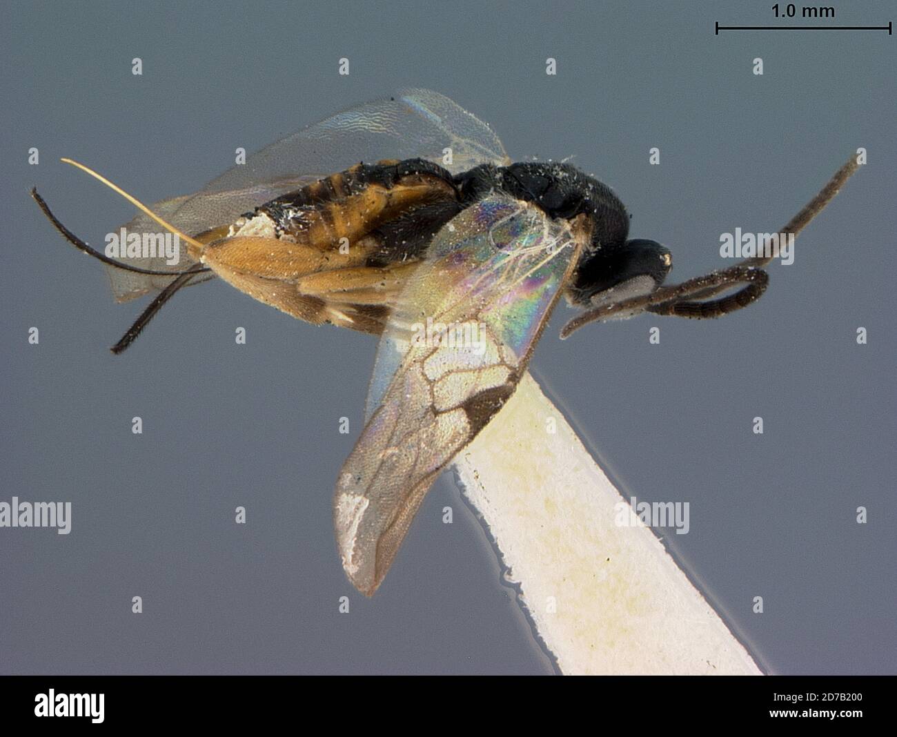 Pagosa Springs, Archuleta, Colorado, United States, Apanteles absonus ...