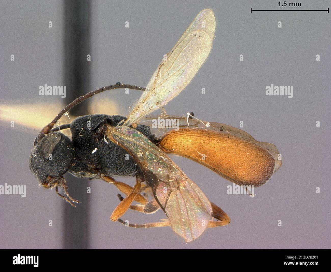 Winner, Tripp, South Dakota, United States, Chelonus severini McComb ...