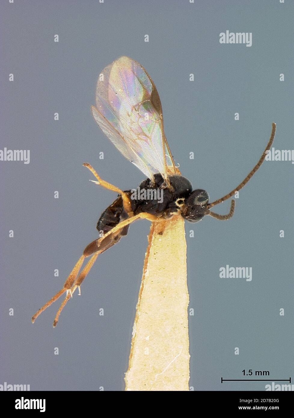 Apanteles hi-res stock photography and images - Alamy