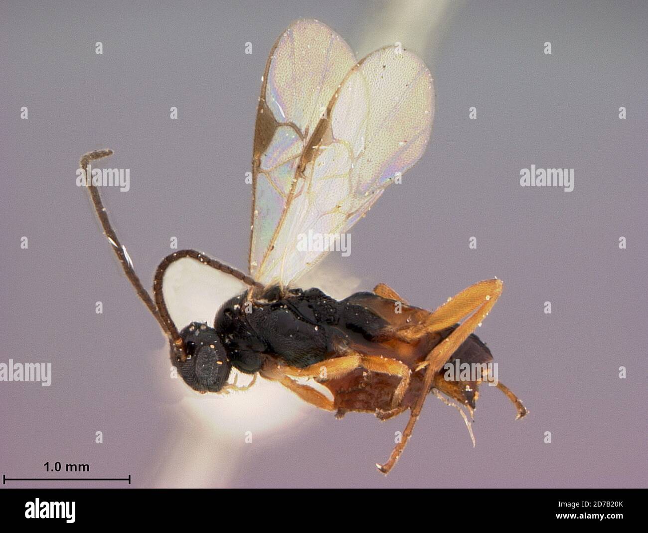 Baton Rouge, East Baton Rouge, Louisiana, United States, Apanteles ...