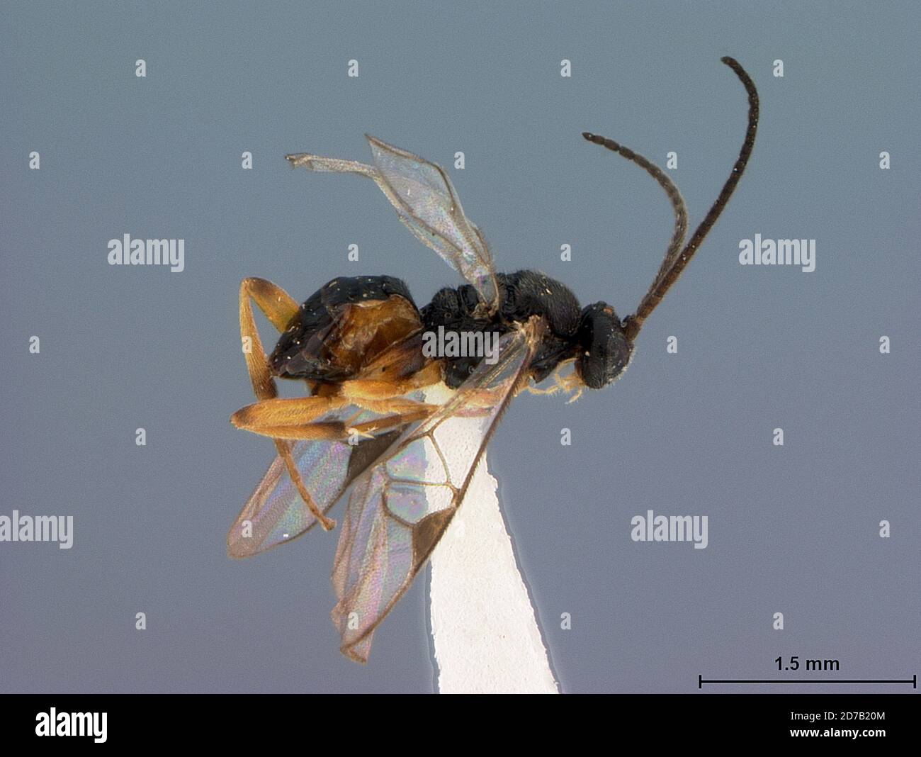 Apanteles hi-res stock photography and images - Alamy