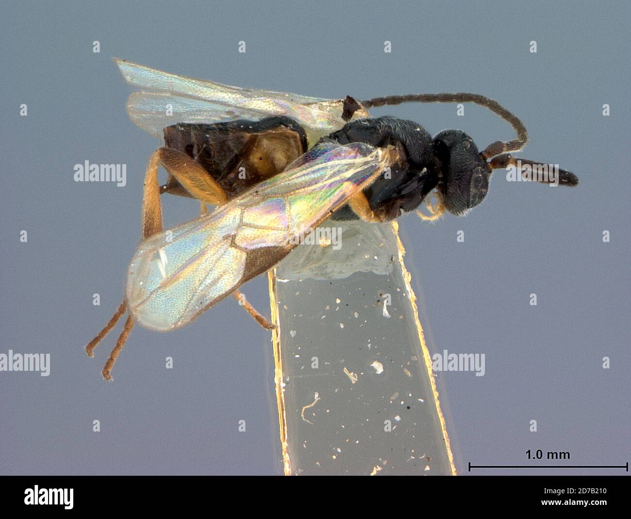 Apanteles ammalonis muesebeck hi-res stock photography and images - Alamy