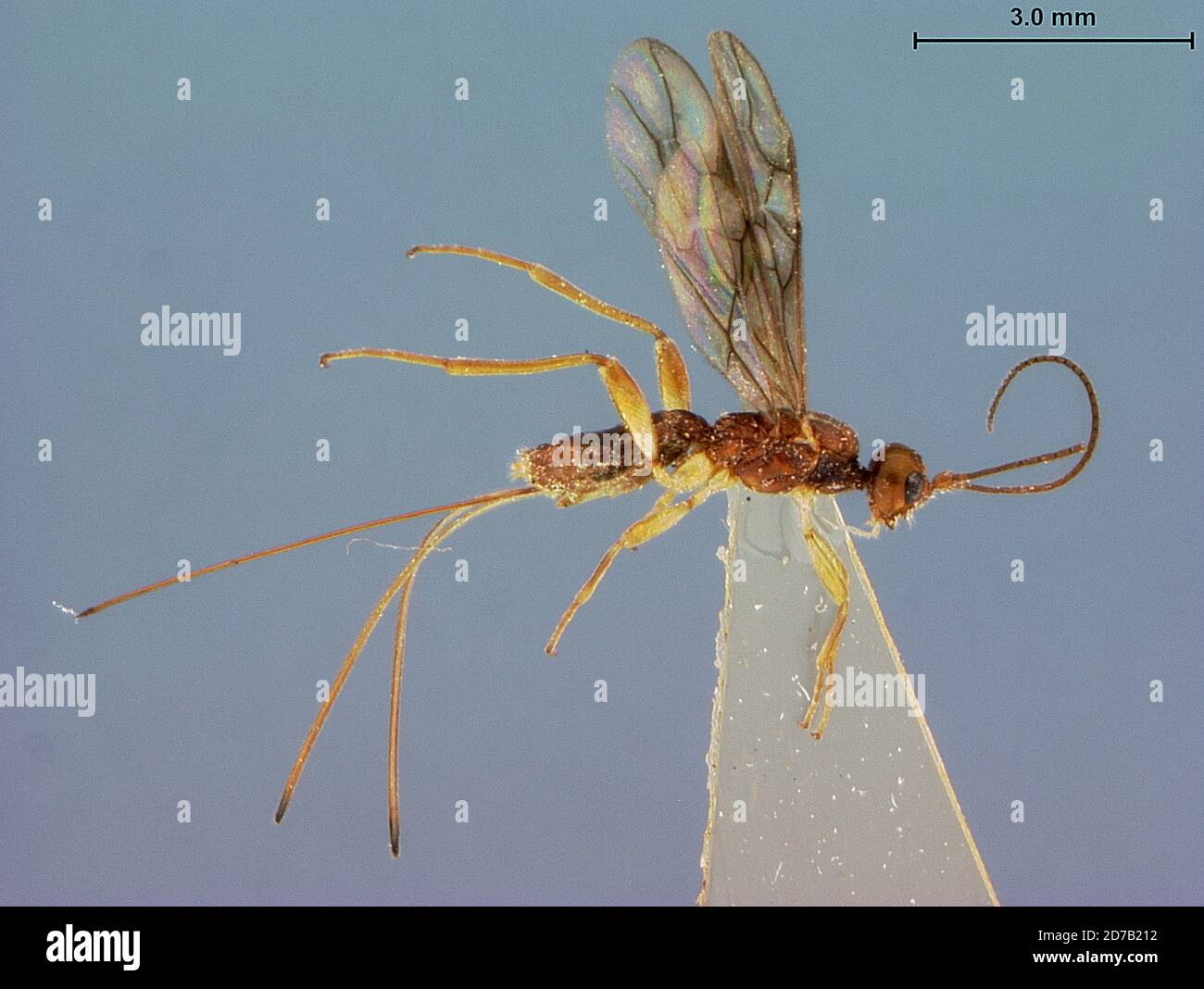 Papakura High Resolution Stock Photography and Images - Alamy