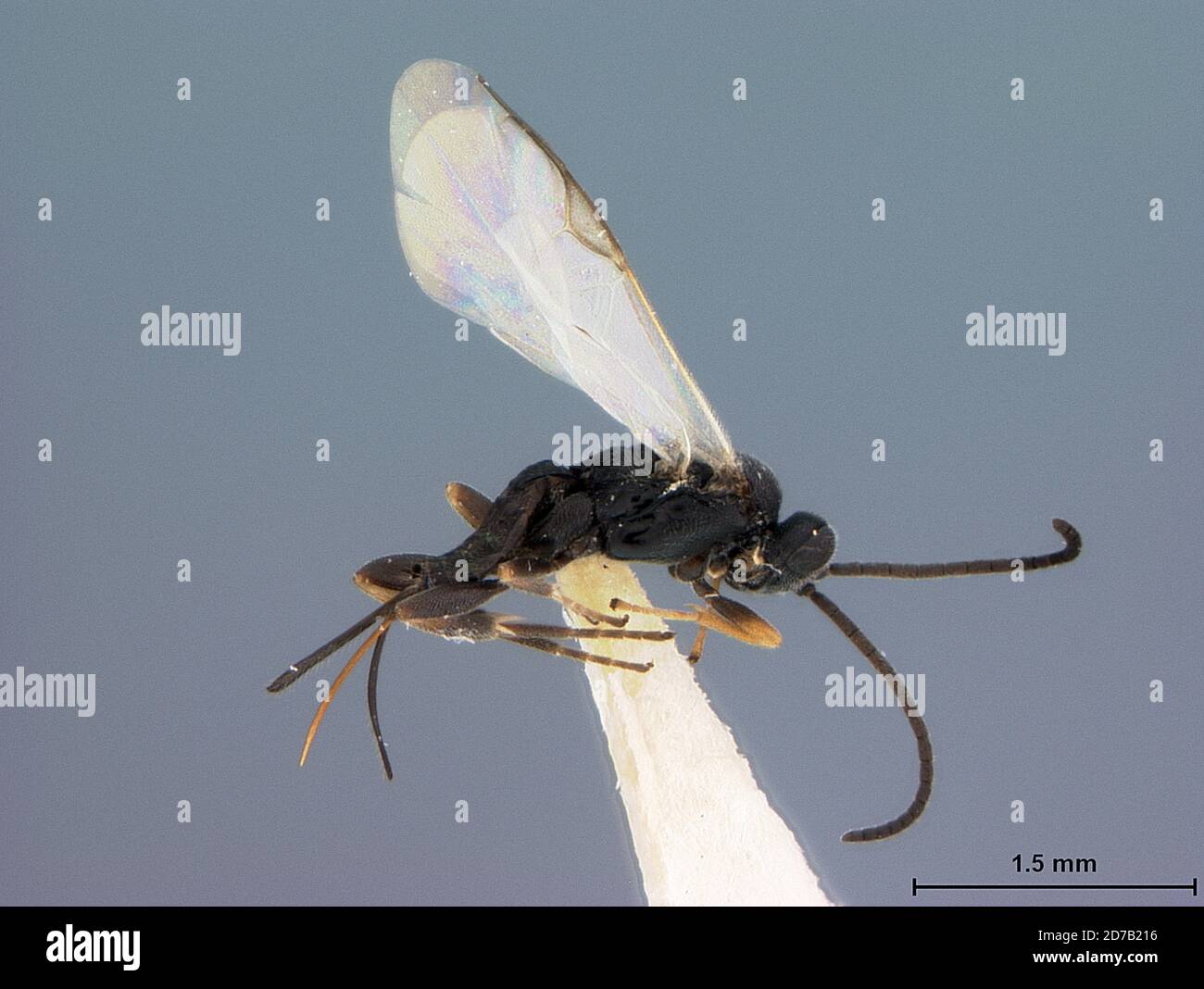 Apanteles angaleti muesebeck hi-res stock photography and images - Alamy