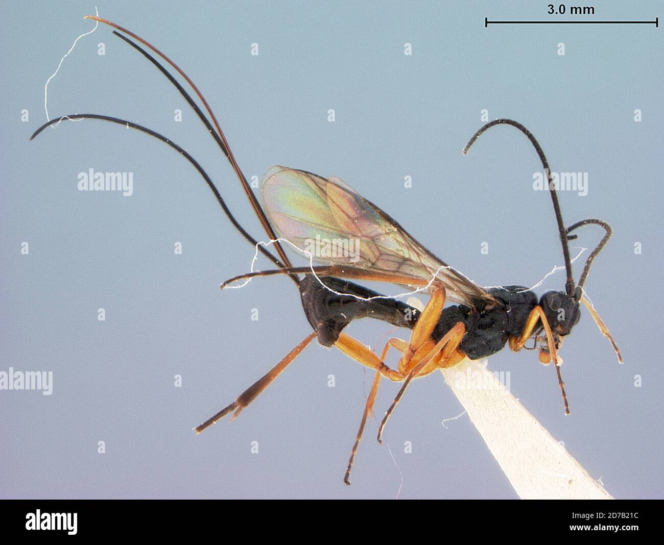 12 miles southeast of Bend, Deschutes, Oregon, United States, Orgilus ...