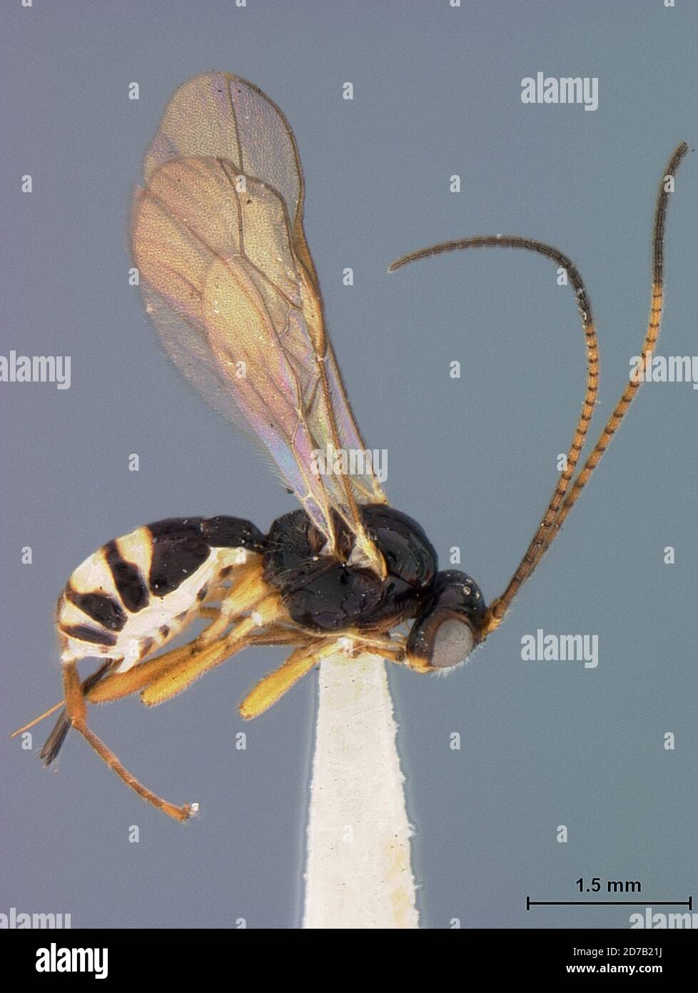 Antigua, Sacatepéquez, Guatemala, Opius aldrichi Muesebeck, Animalia ...