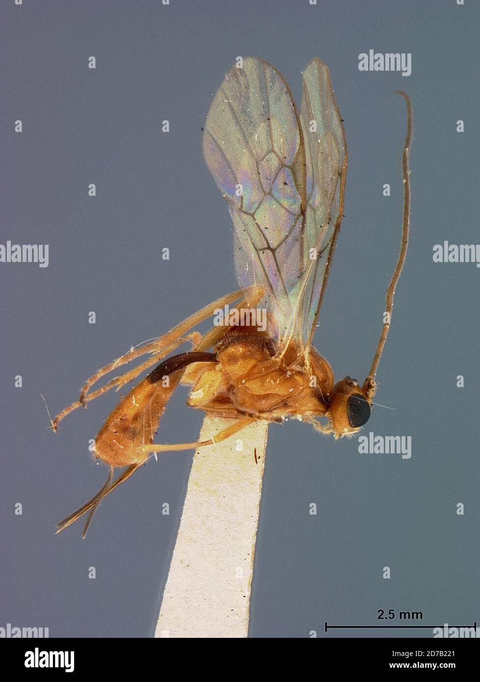 Meteorus hi-res stock photography and images - Alamy