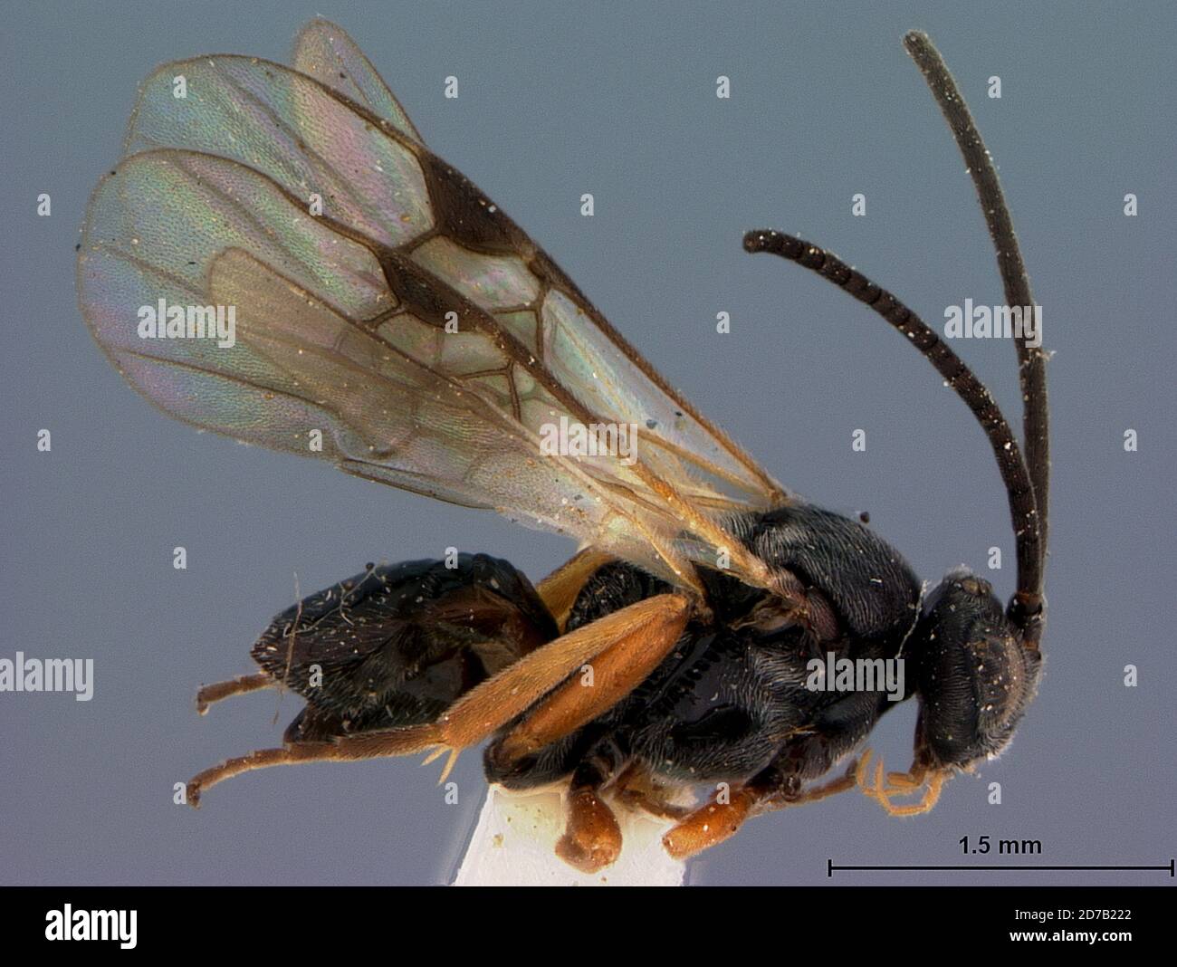 Maxwell, Colfax, New Mexico, United States, Microplitis autographae ...