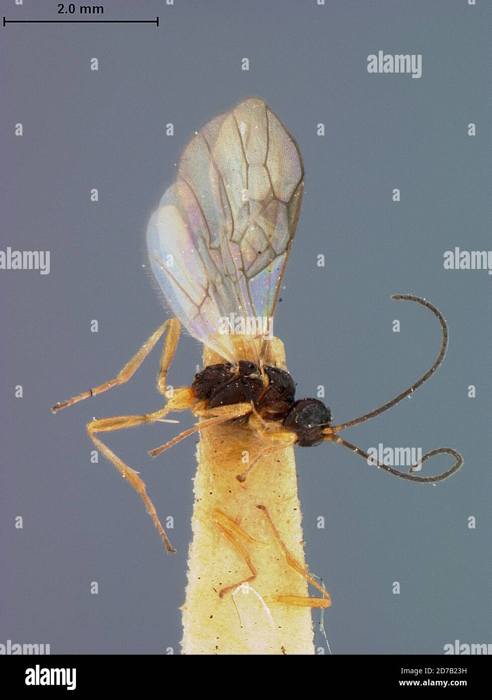 Mount Desert Island, Hancock, Maine, United States, Oncophanes betulae ...