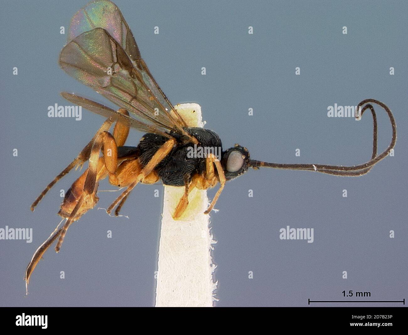 Bassus brevicauda muesebeck hi-res stock photography and images - Alamy