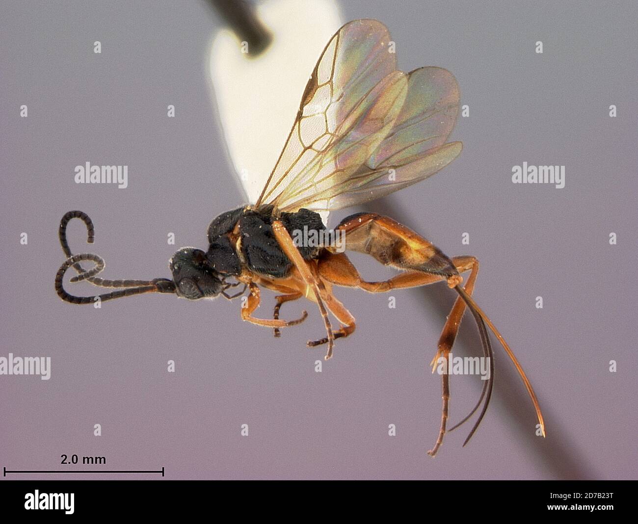 Orgilus boharti muesebeck hi-res stock photography and images - Alamy