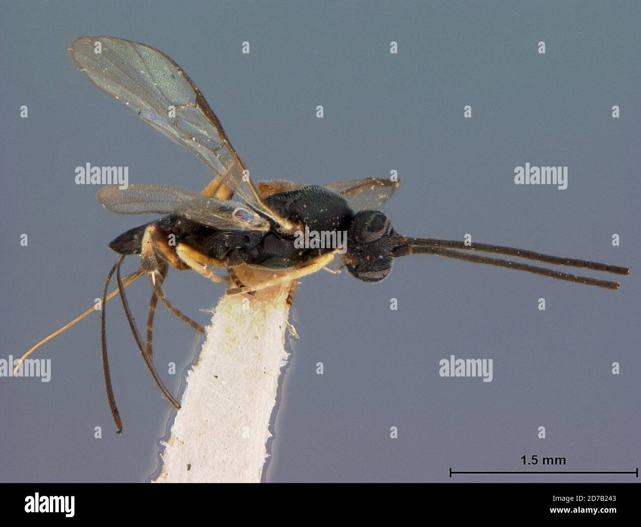 Apanteles californicus muesebeck hi-res stock photography and images ...