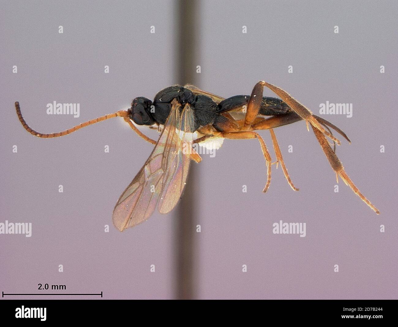 Mount Mitchell, North Carolina, United States, Orgilus burksi Muesebeck ...
