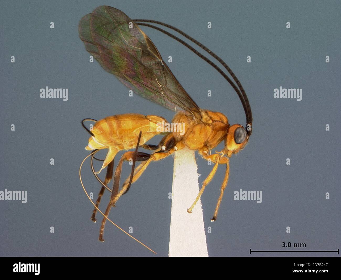 Opius capsicola muesebeck hi-res stock photography and images - Alamy