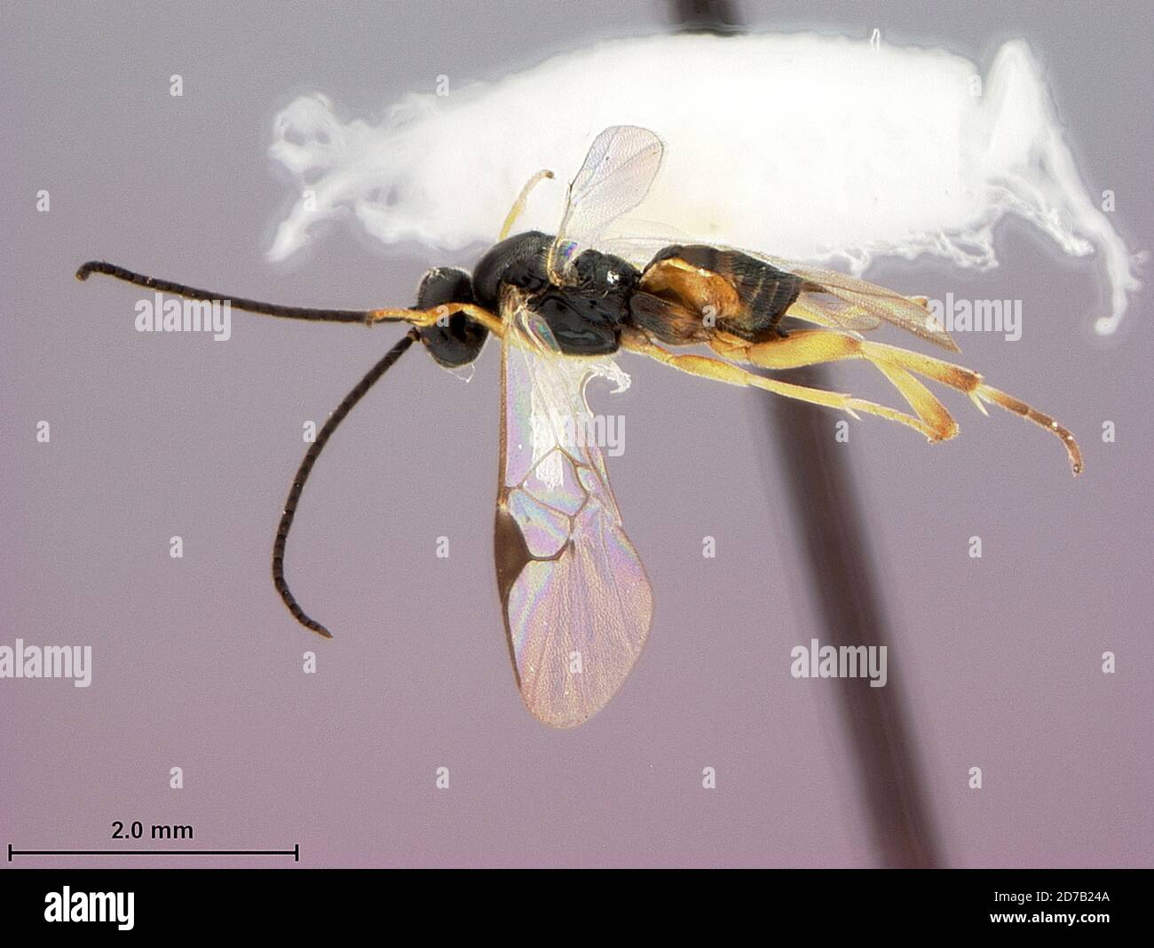 Carlsbad, San Diego, California, United States, Apanteles caberatae ...