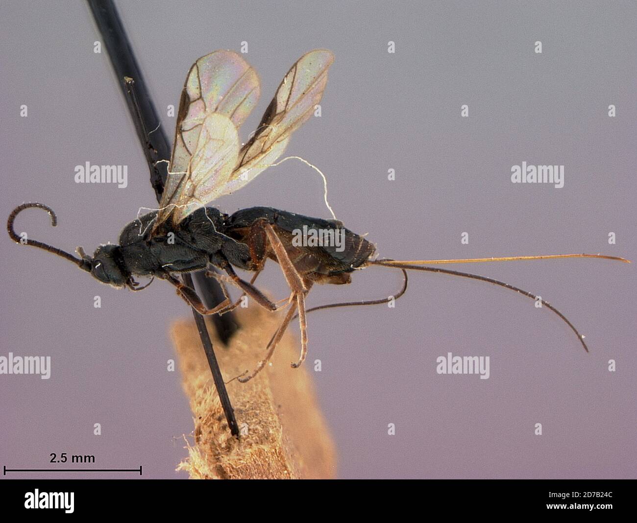 Long Beach, Nassau, New York, United States, Orgilus buccatus Muesebeck ...